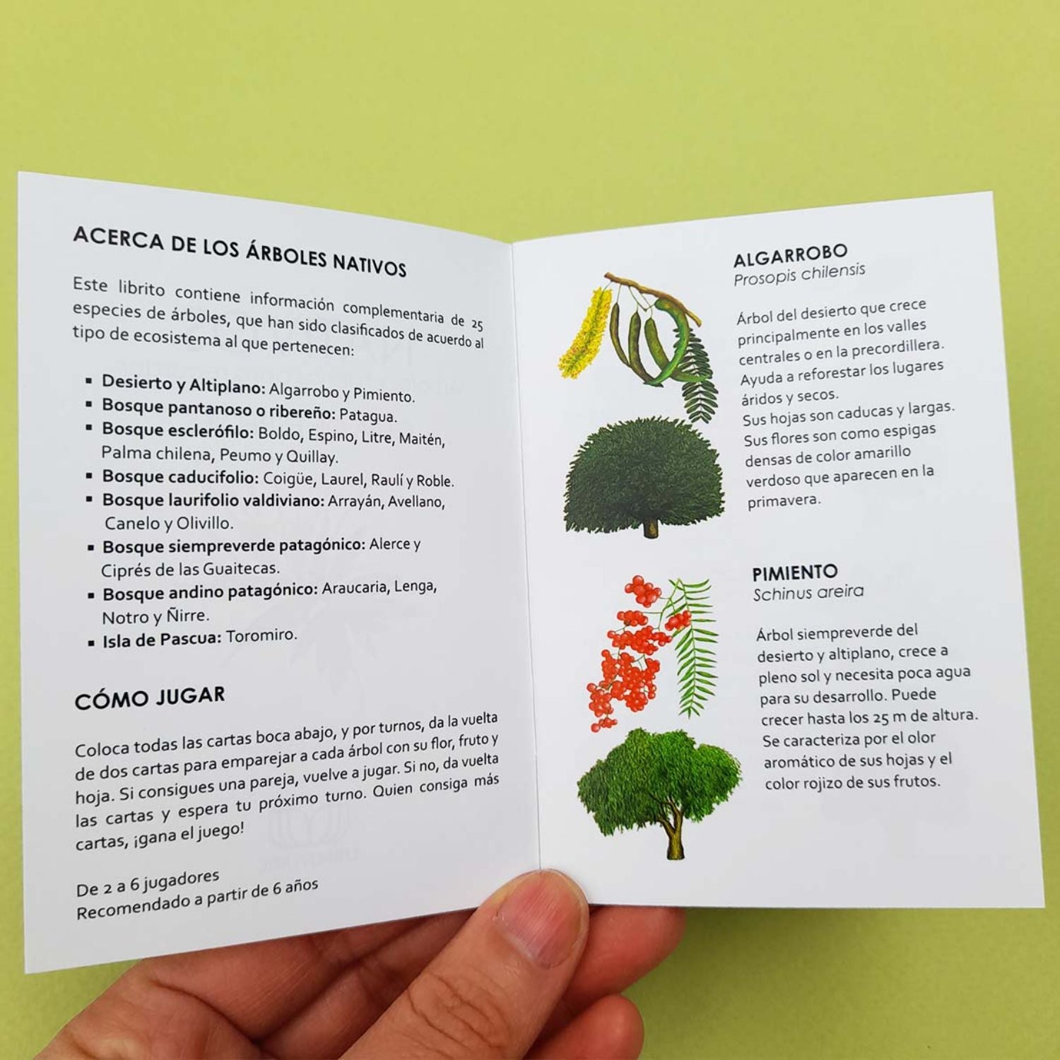Nativos - Árboles chilenos para recordar – Bosquechileno