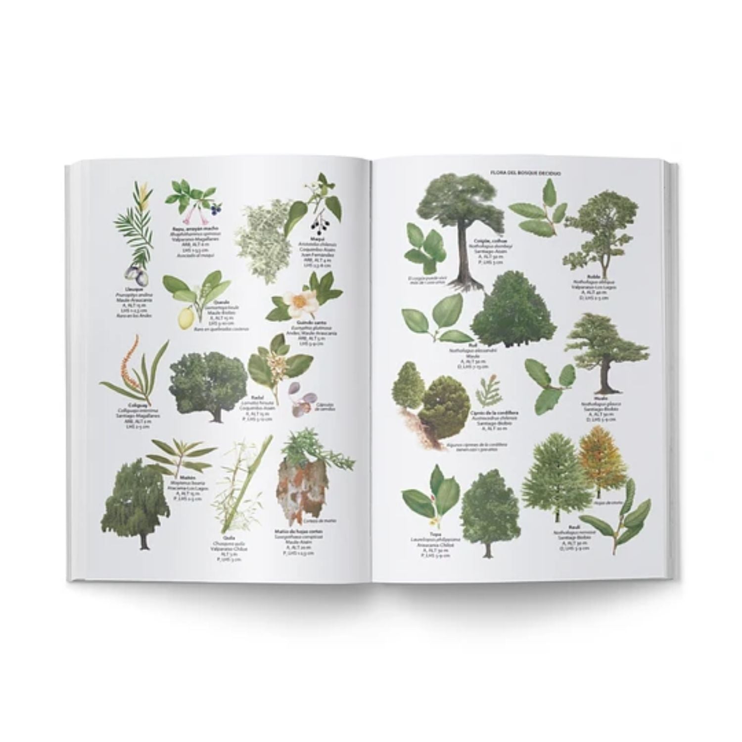 Flora y Fauna de Chile - Guía de identificación - Sharon Chester ...