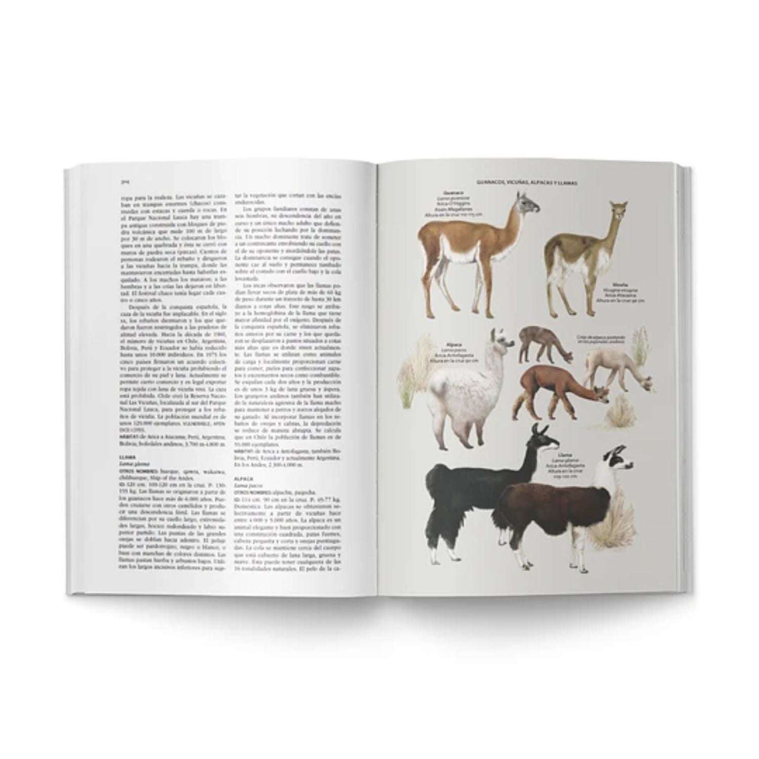 Flora y Fauna de Chile - Guía de identificación - Sharon Chester ...