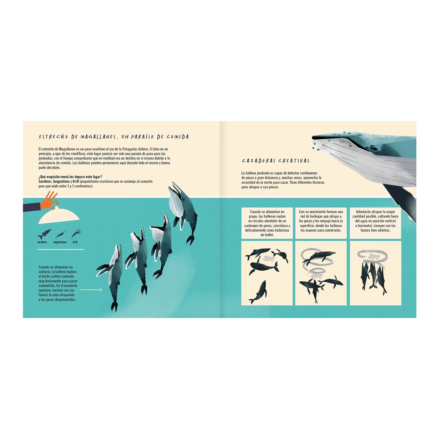 La Ballena Jorobada Tercera Edición – Bosquechileno