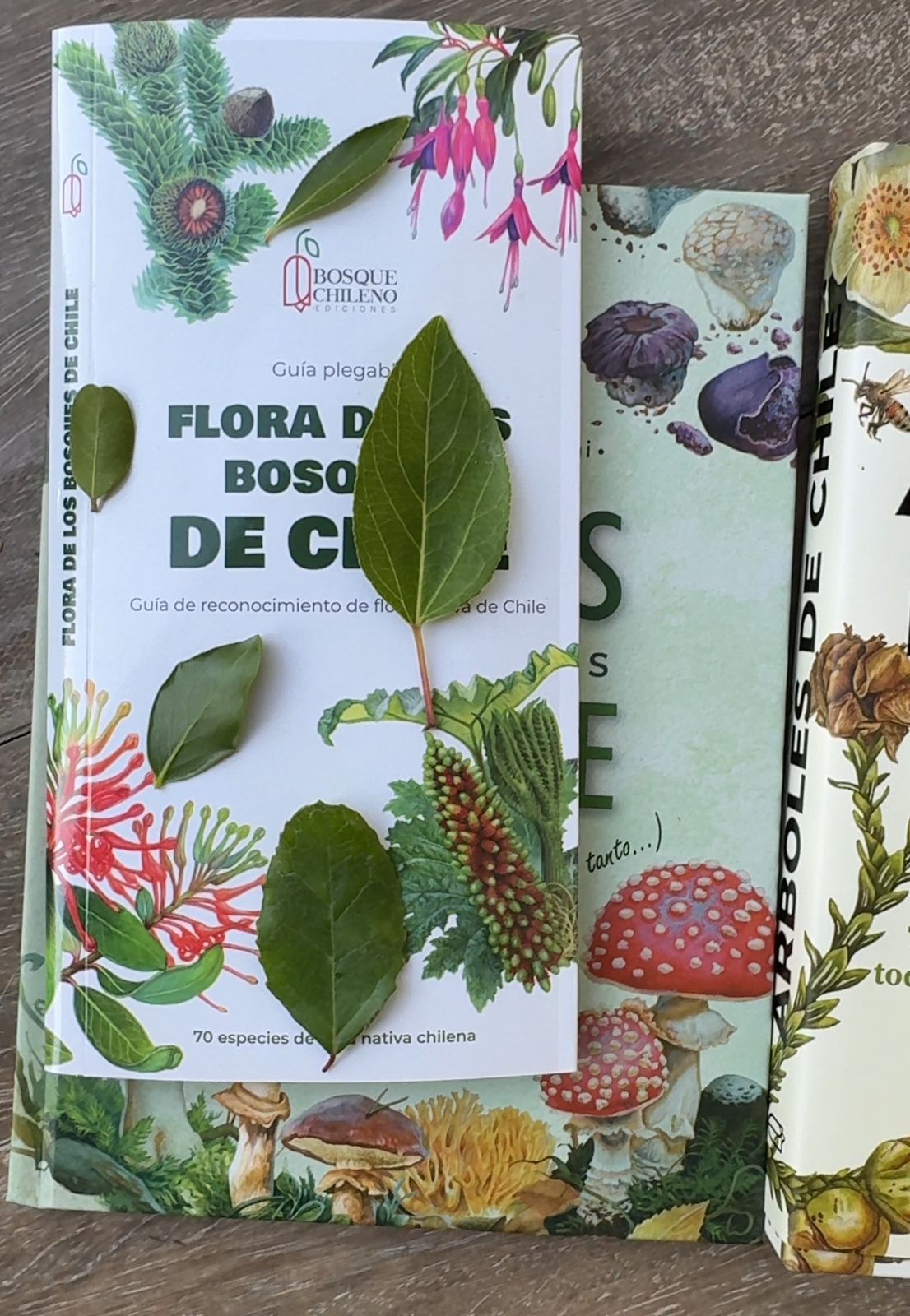 Pack Observando el Bosque Chileno – Bosquechileno