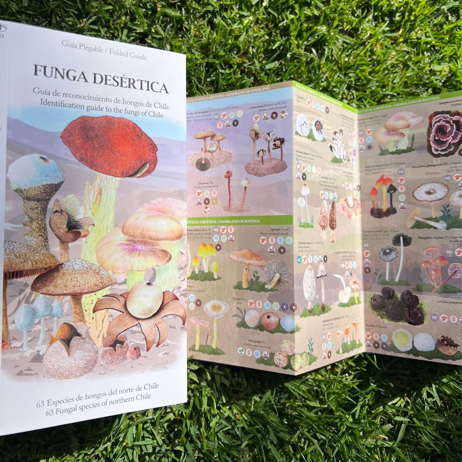 Funga Desértica - Guia de reconocimiento de hongos de chile – Bosquechileno