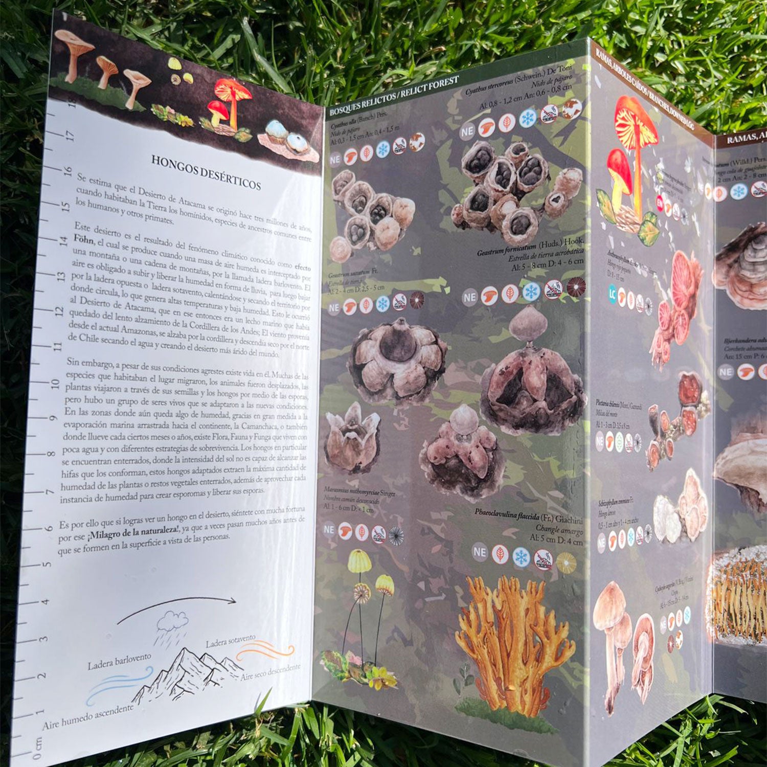 Funga Desértica - Guia de reconocimiento de hongos de chile – Bosquechileno