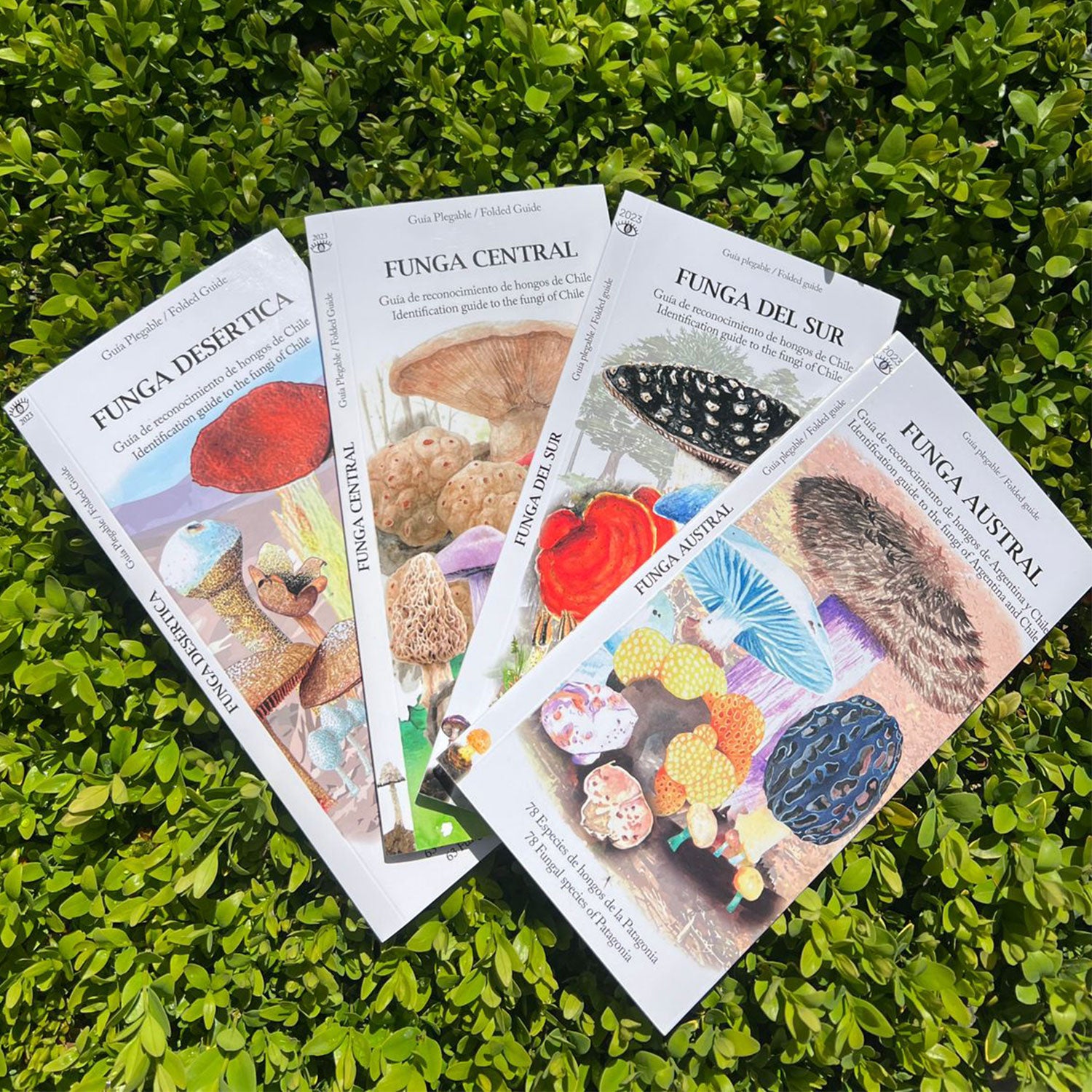 Pack plegable funga Chilena – Bosquechileno