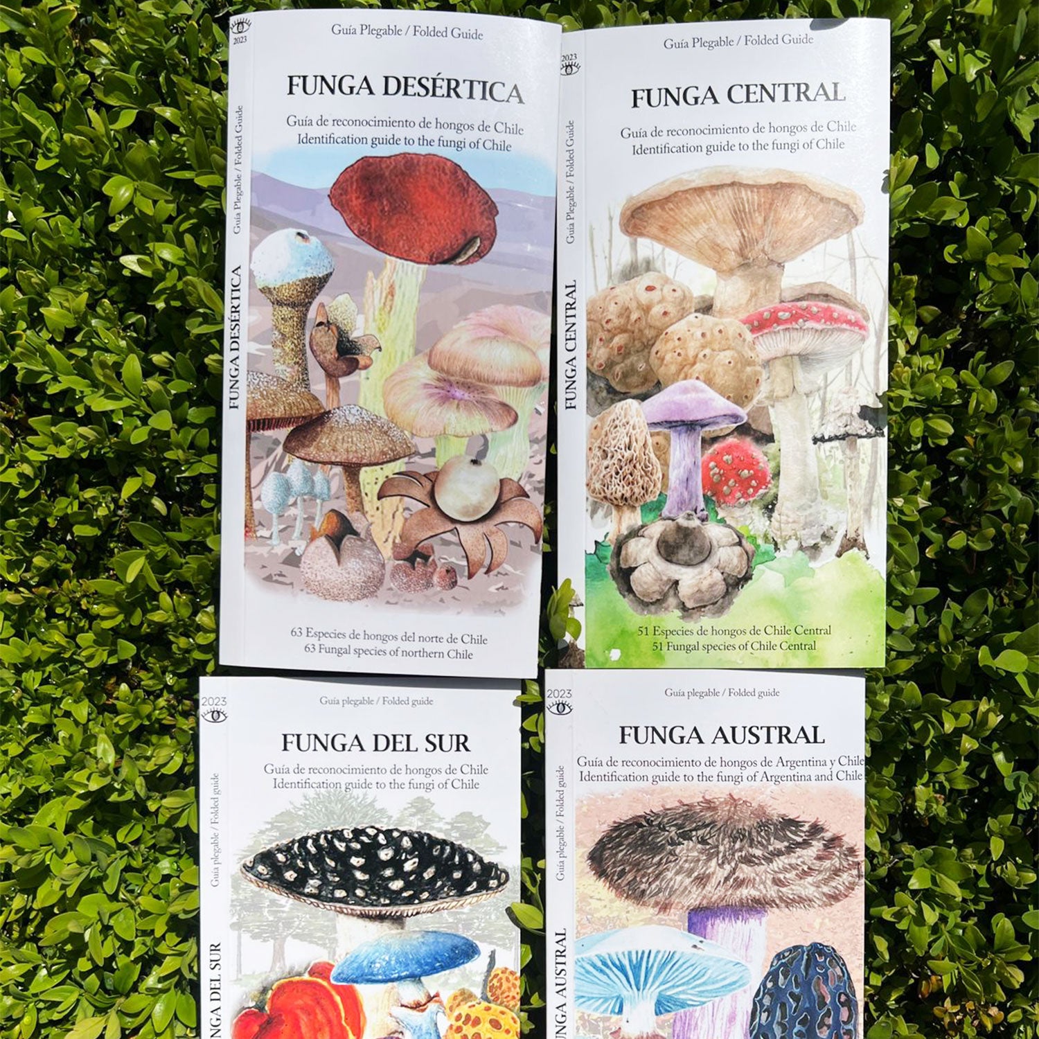 Pack plegable funga Chilena – Bosquechileno