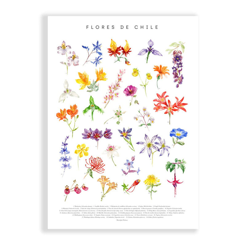 Flores de chile (lámina) – Bosquechileno