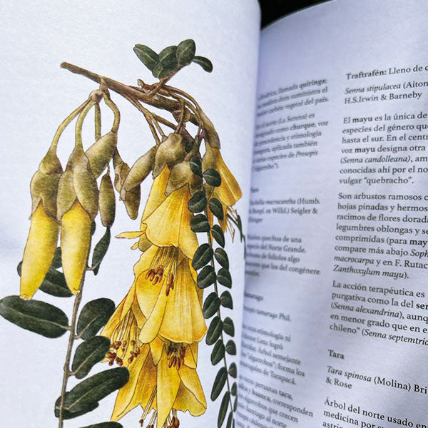 Botánica Indígena de Chile – Bosquechileno