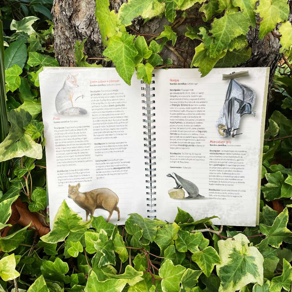 Exploremos el bosque – Bosquechileno