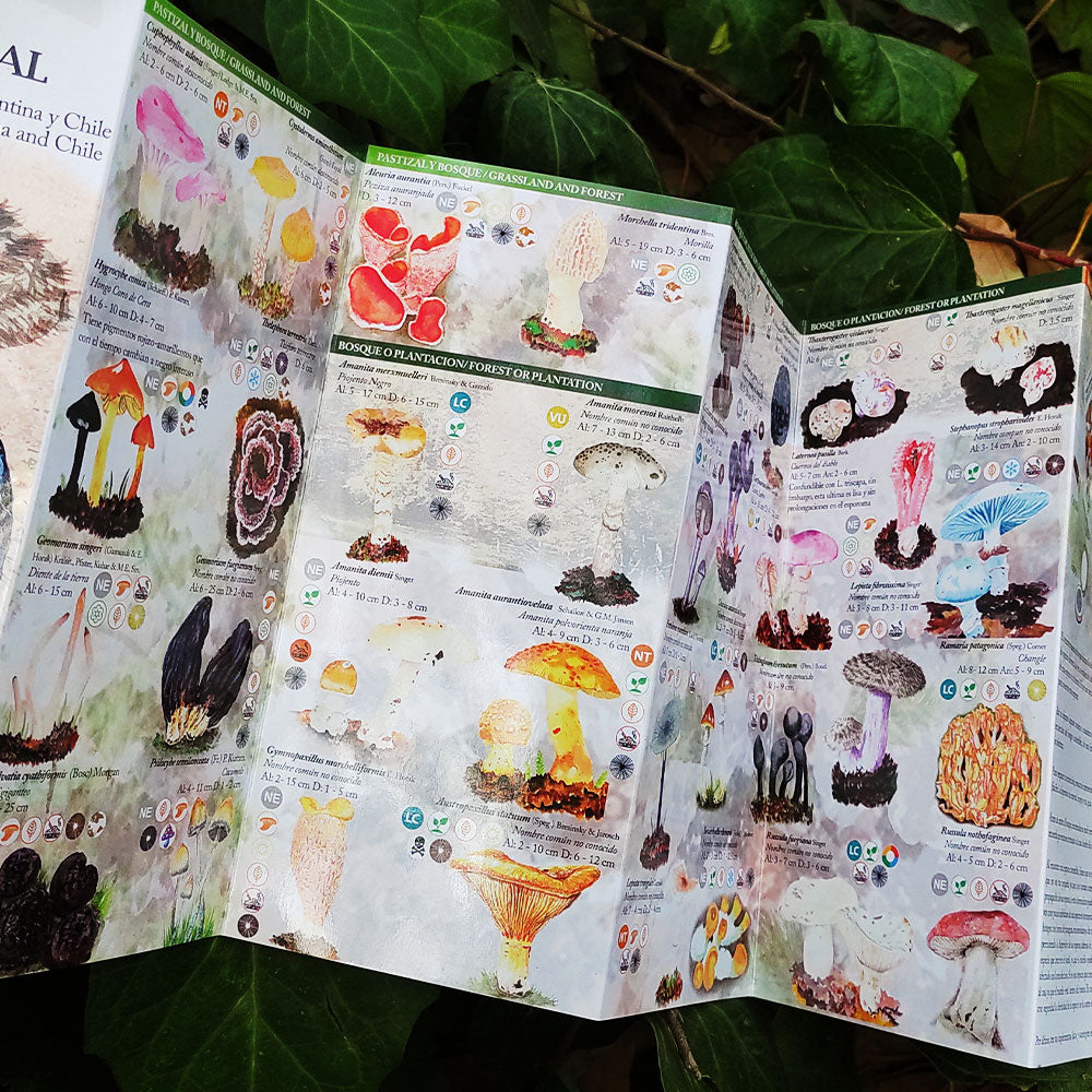 Funga Austral - Guia de reconocimiento de hongos de chile – Bosquechileno